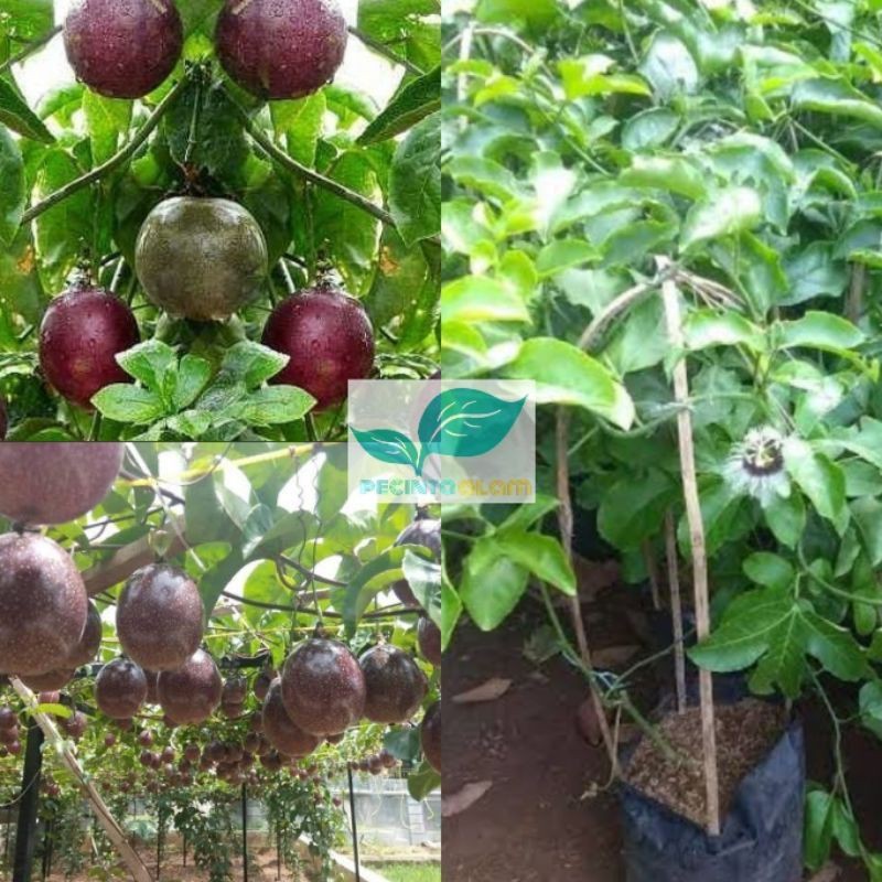 Jual Bibit pohon buah markisa ungu/Tanaman buah markisa ungu | Shopee Indonesia