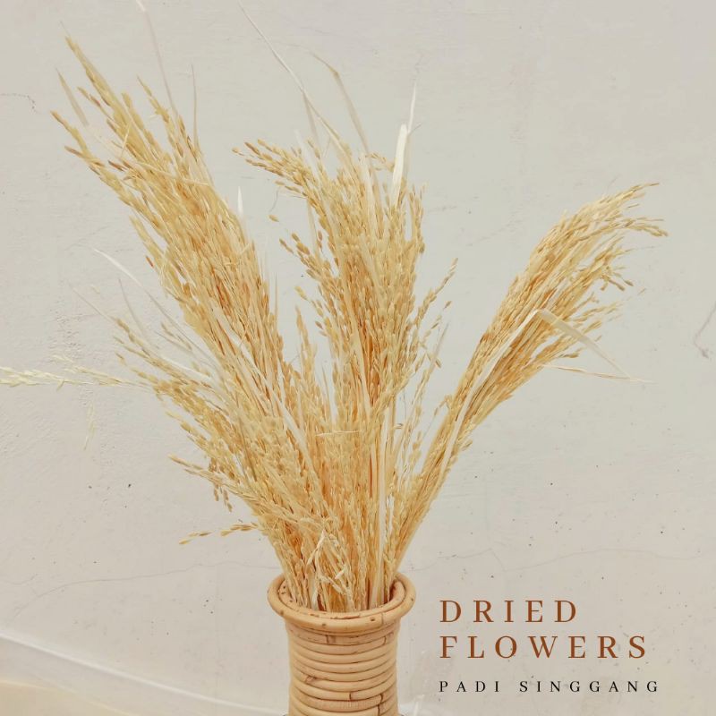 Jual Padi Kering / Padi Padian / Dried Flowers / Bunga Kering / Bunga ...