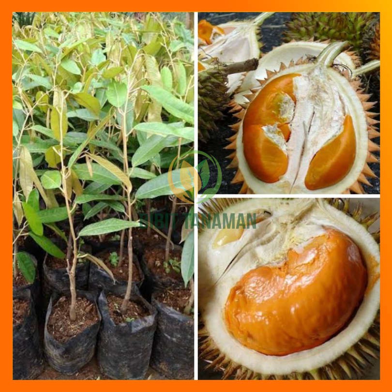 Jual Bibit Durian Super Tembaga / Durian Super Tembaga Berkwalitas Hasil Okulasi | Shopee Indonesia