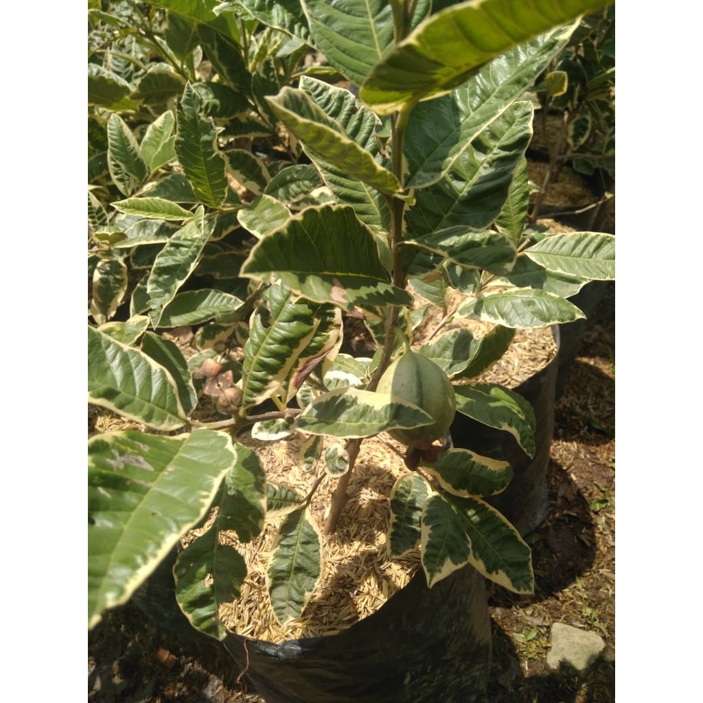 Jual JAMBU VARIGATA | Shopee Indonesia