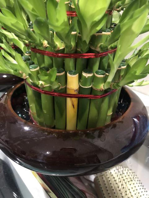 (Bestseller!) Batang Bambu Hoki Lucky Bamboo Batangan | Bambu Hoki ...