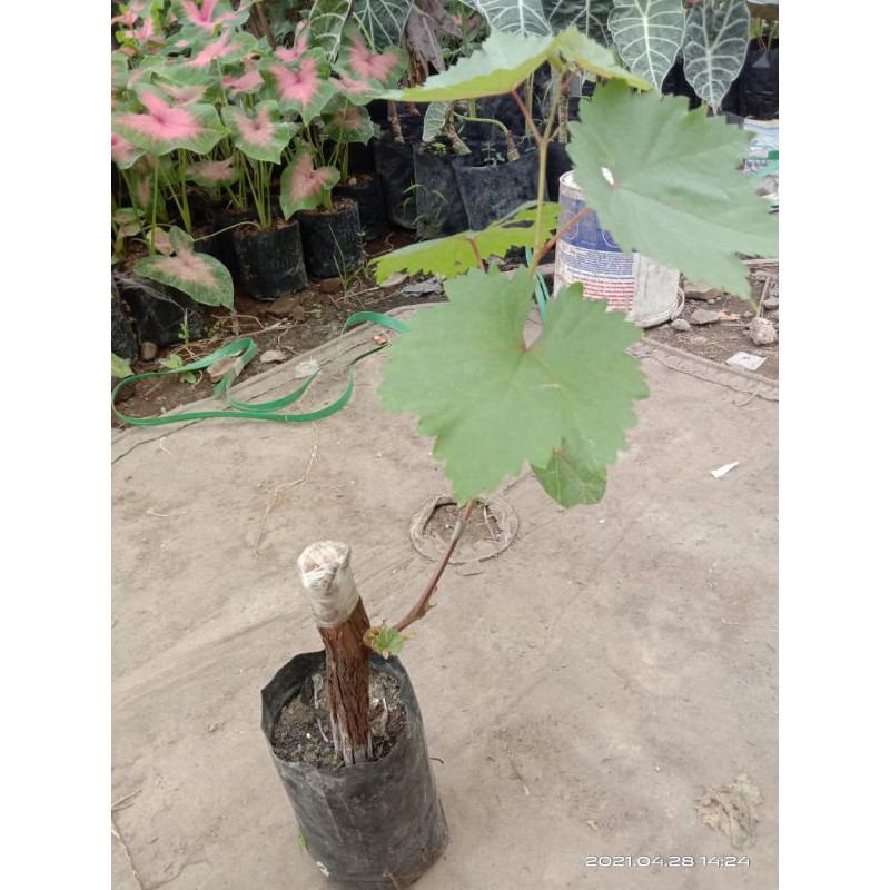 Jual Anggur Veles - Aksesoris Anggur Langka, Kualitas Terbaik | Shopee ...