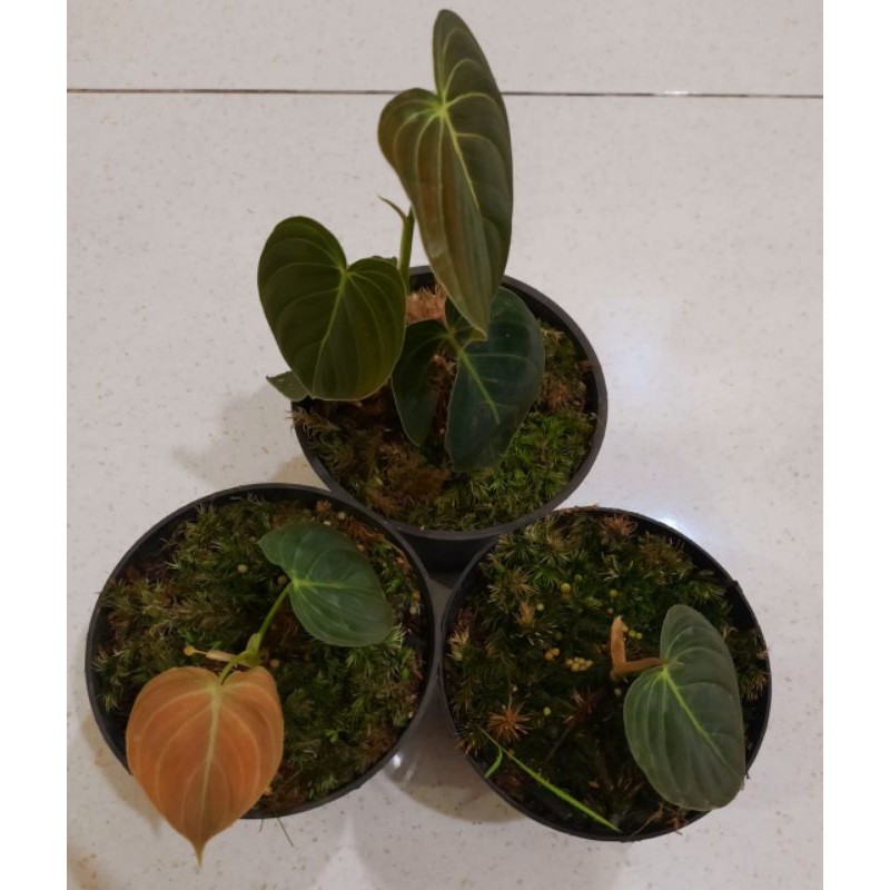 Jual Tanaman hias philo melano(dua daun) | Shopee Indonesia