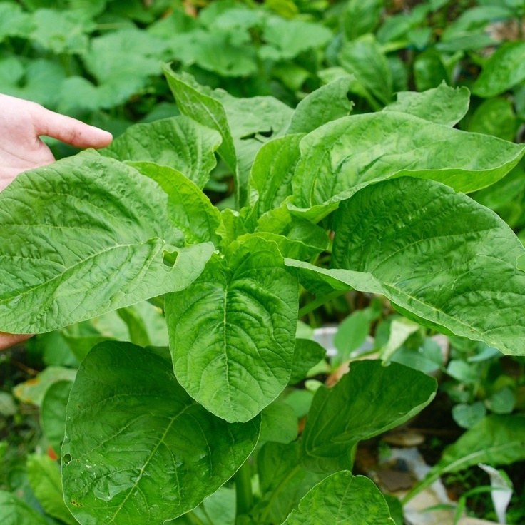 Jual Benih Bayam maestro | bibit bayam masakan rumah | Shopee Indonesia