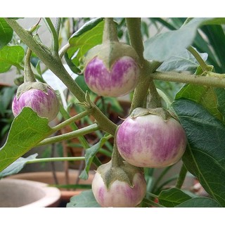 Jual Benih Bibit Buah Terong Bulat/Thai Lavender Eggplant Ninufarm (100 ...
