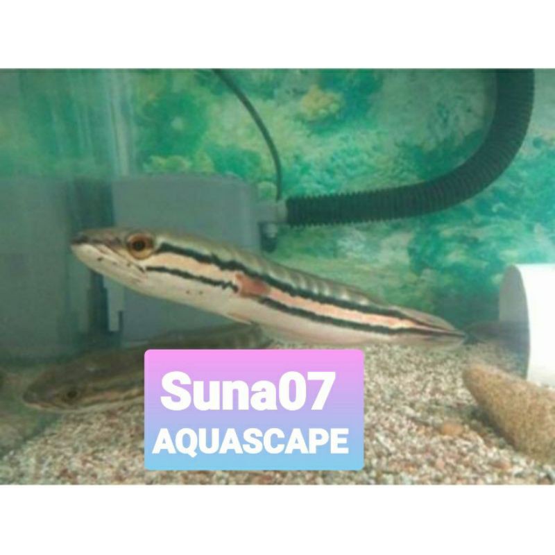 Jual Gabus toman size 15-17cm | Shopee Indonesia