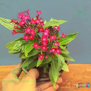 Jual Tanaman hias pentas bunga merah | pentas lanceolata red | Shopee ...