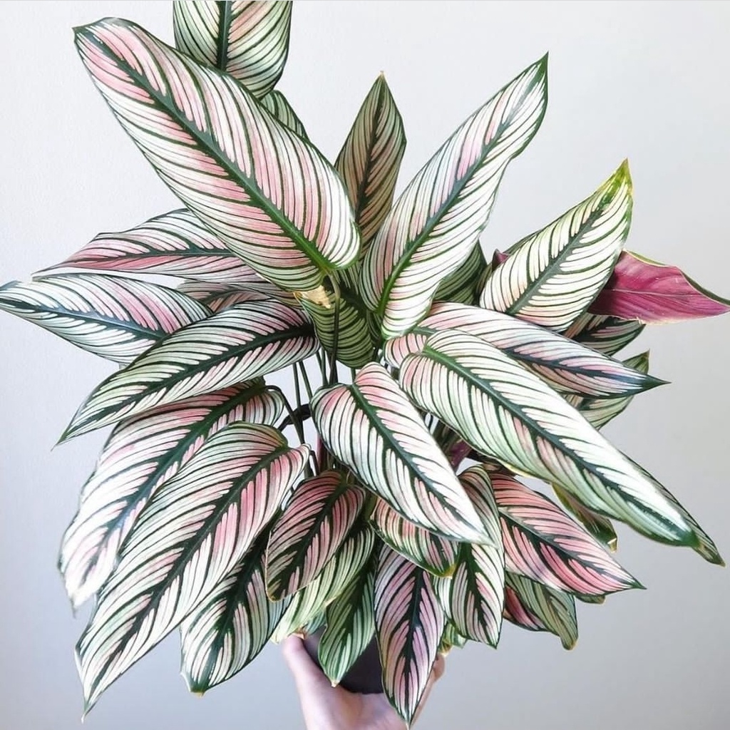 Jual Calathea White Star Tanaman Calathea Tanaman Hias Indoor Bunga ... Jual Calathea White Star Tanaman Calathea Tanaman Hias Indoor Bunga ...