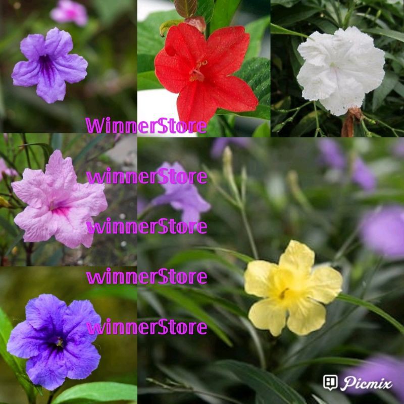 Harga Rawelia Terbaru Juni 2023 |BigGo Indonesia