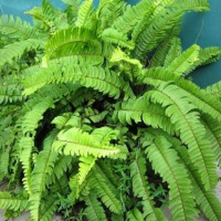 Jual Tanaman Pakis Kelabang/Pakis Boston/Tanaman Pembersih Udara ...