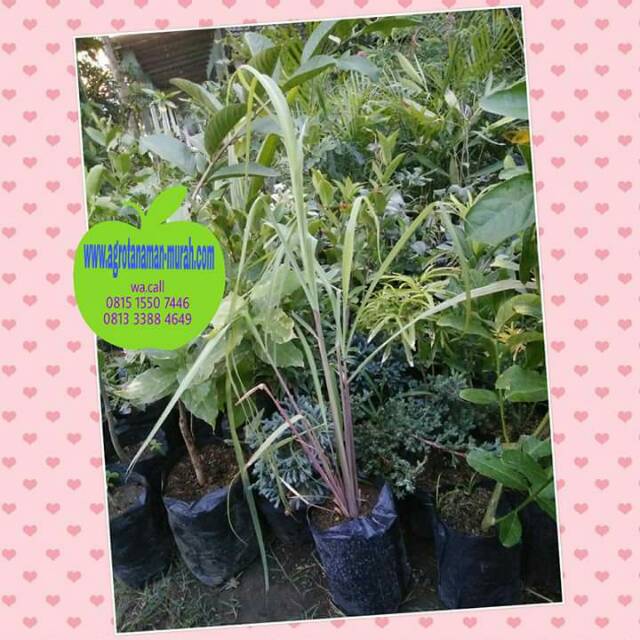 Jual Serai merah | Shopee Indonesia