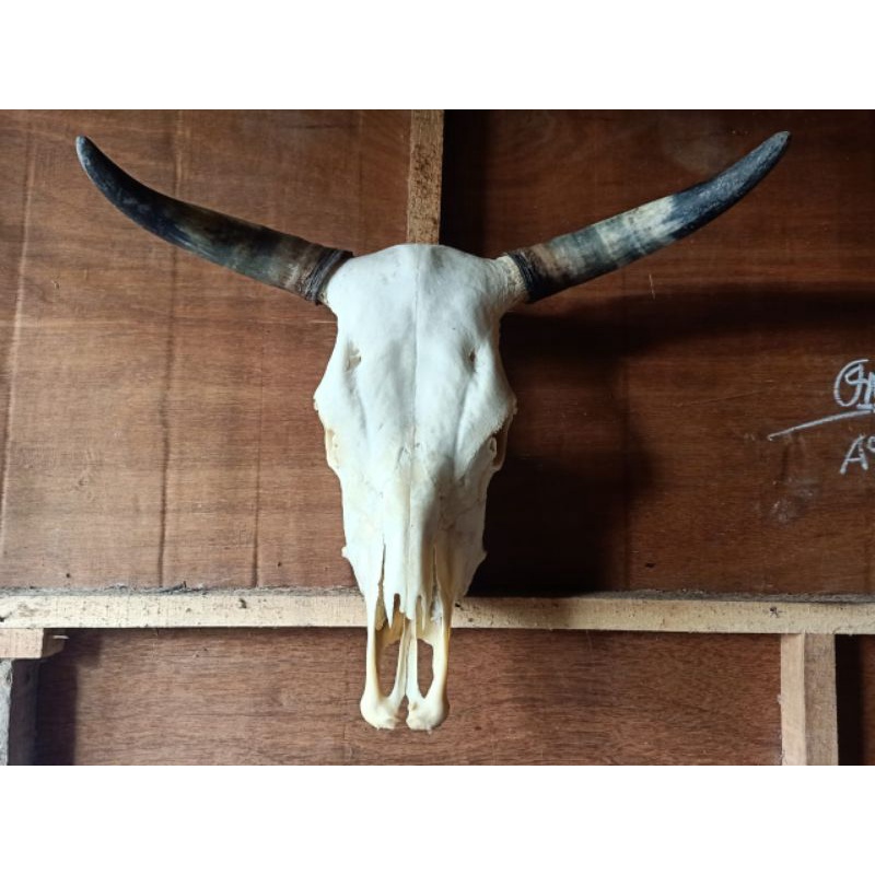 Jual Display Hiasan Dinding Tengkorak Sapi | Shopee Indonesia