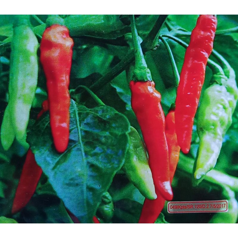 Jual 50 Benih CABAI CABE CARIKA | Shopee Indonesia