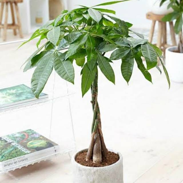 Jual Pohon pachira aquatica kepang 3 - pohon keberuntungan - money tree ...