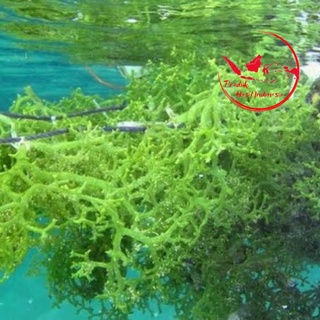 Jual Rumput Laut Hijau Basa Hasil Budidaya | Shopee Indonesia