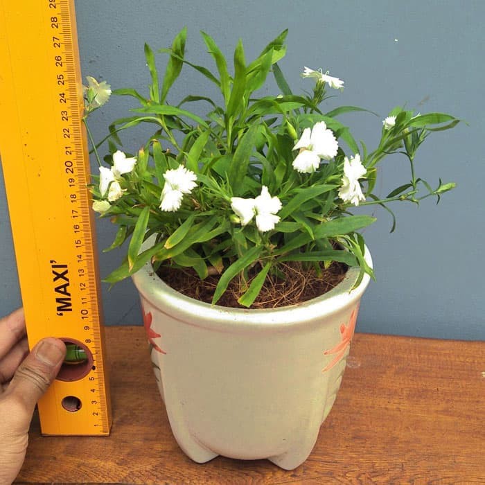 Jual Tanaman pot dianthus putih - anyelir white | jenis tanaman hias ...