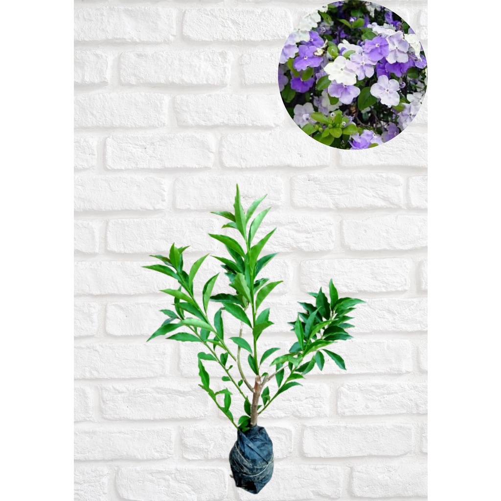 Jual bibit melati costa | Shopee Indonesia