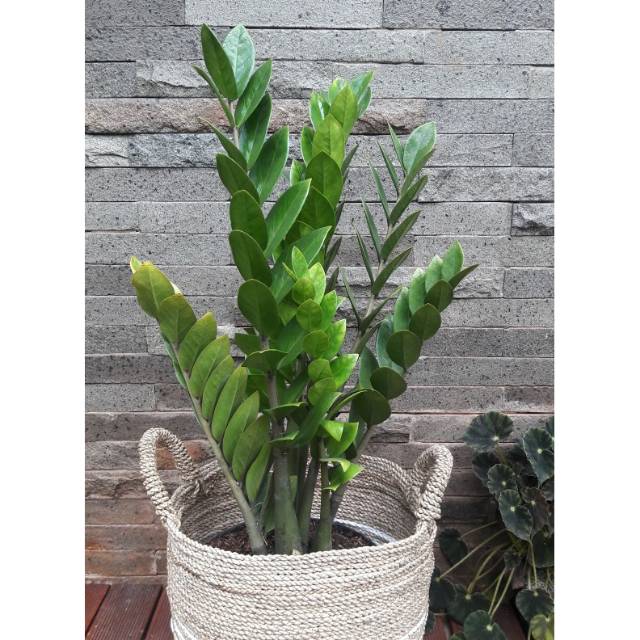Jual Zamioculcas Zamiifolia / Zamia / Pohon Zamia Dollar Indonesia ...