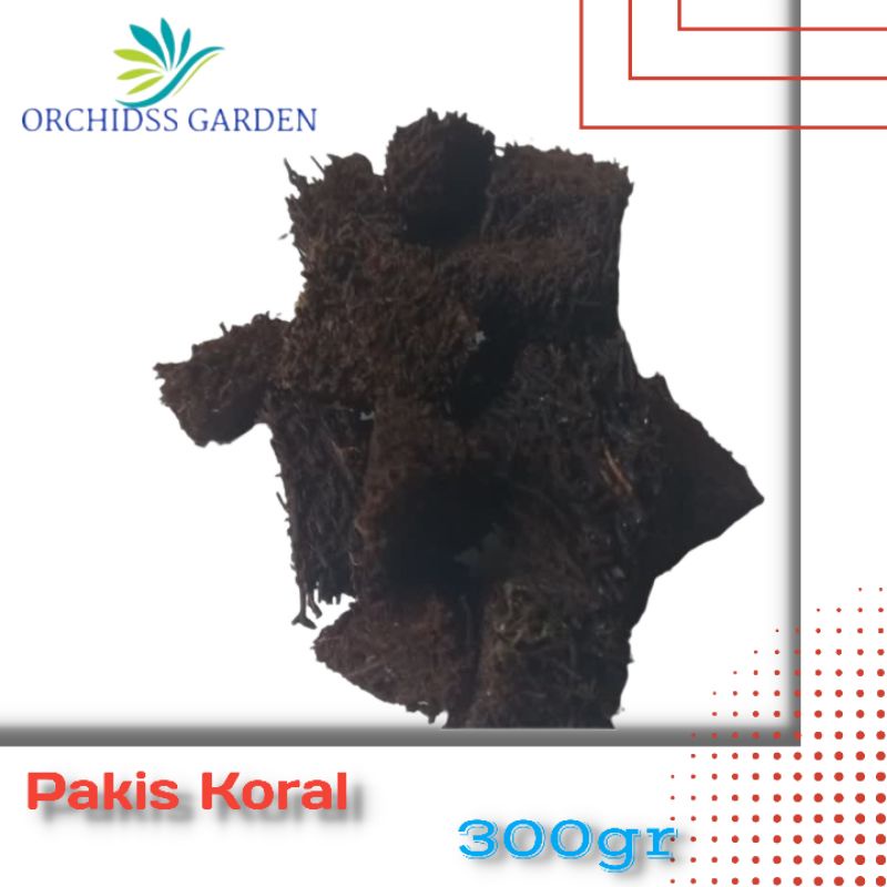 Jual Pakis Kotak Pakis Chips Steril Media Tanam Anggrek | Shopee Indonesia