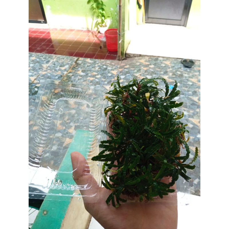 Jual tanaman aquascape buce phalandra mini velvet porsi mika | Shopee ...
