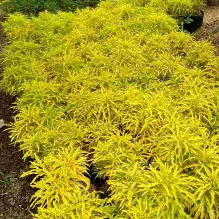 Jual tanaman hias brokoli kuning dan hijau/tanaman hias murah | Shopee ...