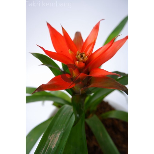 Jual Bromelia Gusmania Merah - ( BISA COD ) TERMURAH! Bunga Hias ...