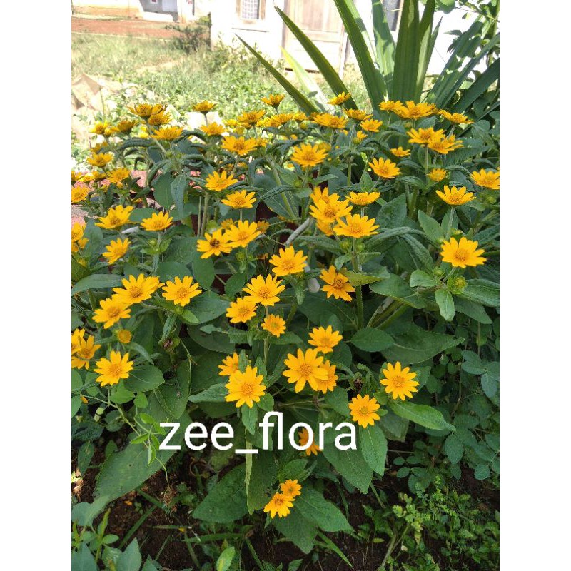 Jual pohon bunga matahari mini | Shopee Indonesia