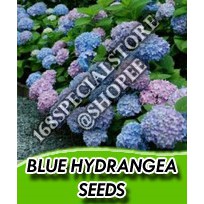 Jual Benih Bunga Hydrangea Biru / Blue Hydrangea Import (Isi 3 biji ...
