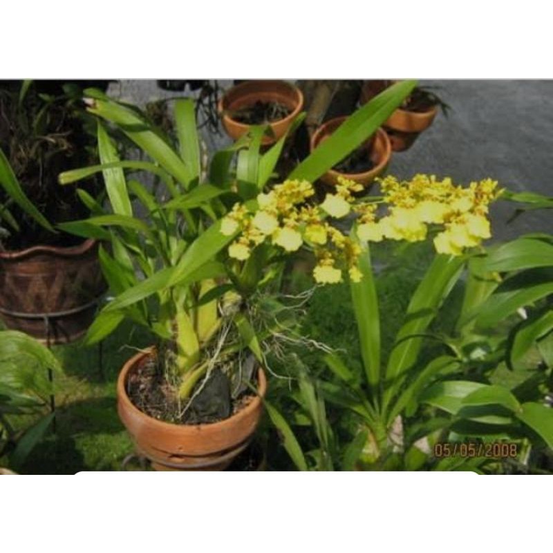 Jual anggrek golden shower | Shopee Indonesia