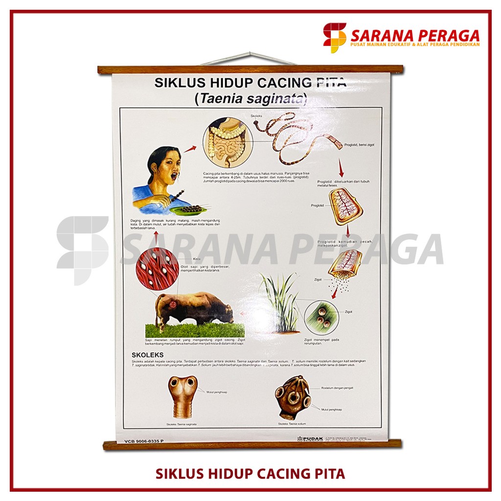 Jual SaranaPeraga - Carta Poster Gambar Siklus Hidup Cacing Pita - Alat ...