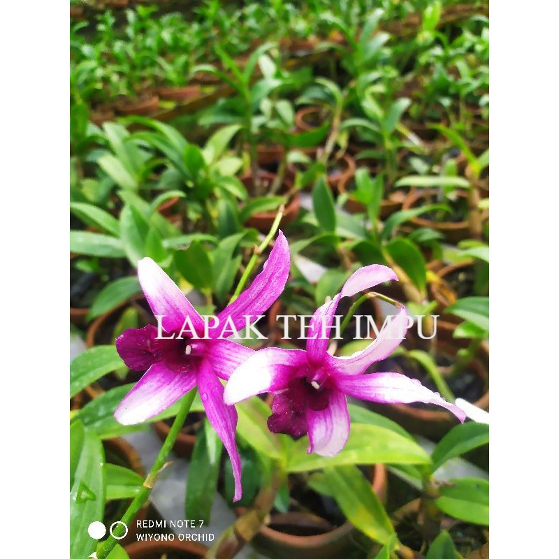 Jual Anggrek Dendrobium Cesar red x Sanan White - Tanaman Hias Hidup ...