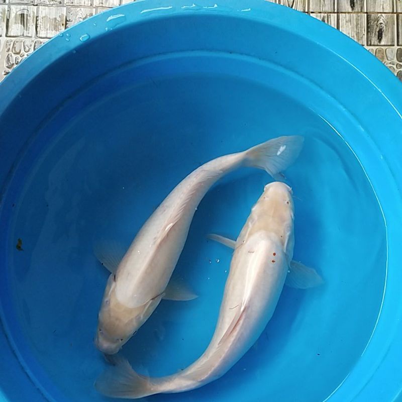 Jual ikan koi putih cream ikan mas putih size 25-30 cm | Shopee Indonesia