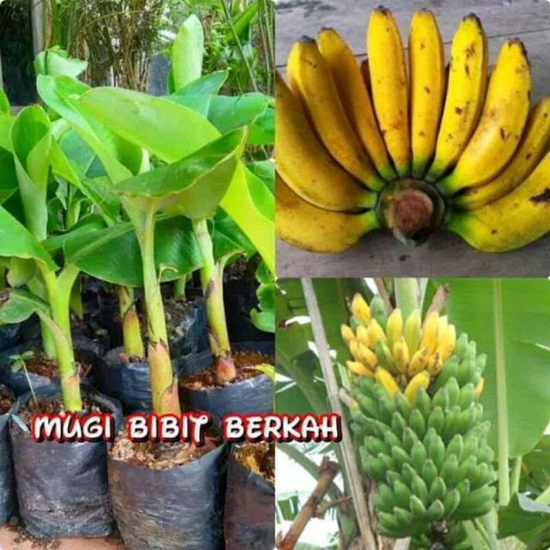 Jual BIBIT PISANG RAJA SEREH KULTUR JARINGAN BERKUALITAS | Shopee Indonesia