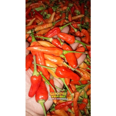 Jual Cabe Rawit Merah super 500g | Shopee Indonesia