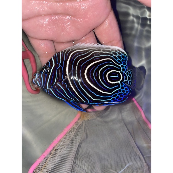 Jual Ikan Hias Laut / Angel Bluestone Asli M | Shopee Indonesia