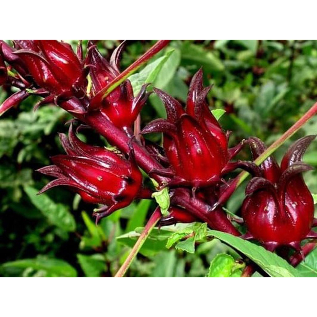 Jual Biji Herb Rosella - Bibit Tanaman Herb Rosella - Benih Pohon Herb ...