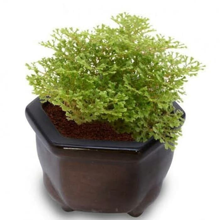 Jual tanaman kekinian bunga hias lumut ambon-lumut mose | Shopee Indonesia