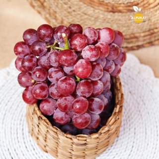 Jual Anggur Red Globe Australia ( Manis segar,Berbiji ) Indonesia ...