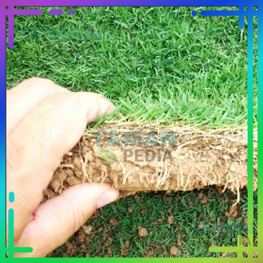 Jual Rumput Babat 25cm/ Bibit Rumput Untuk Taman/ Benih Rumput Golf ...