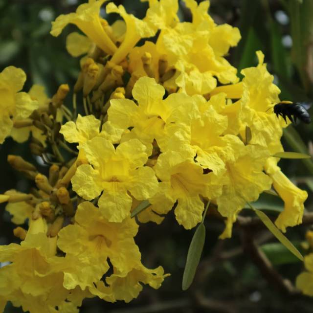 Tanaman hias bunga tabebuya kuning | Shopee Indonesia