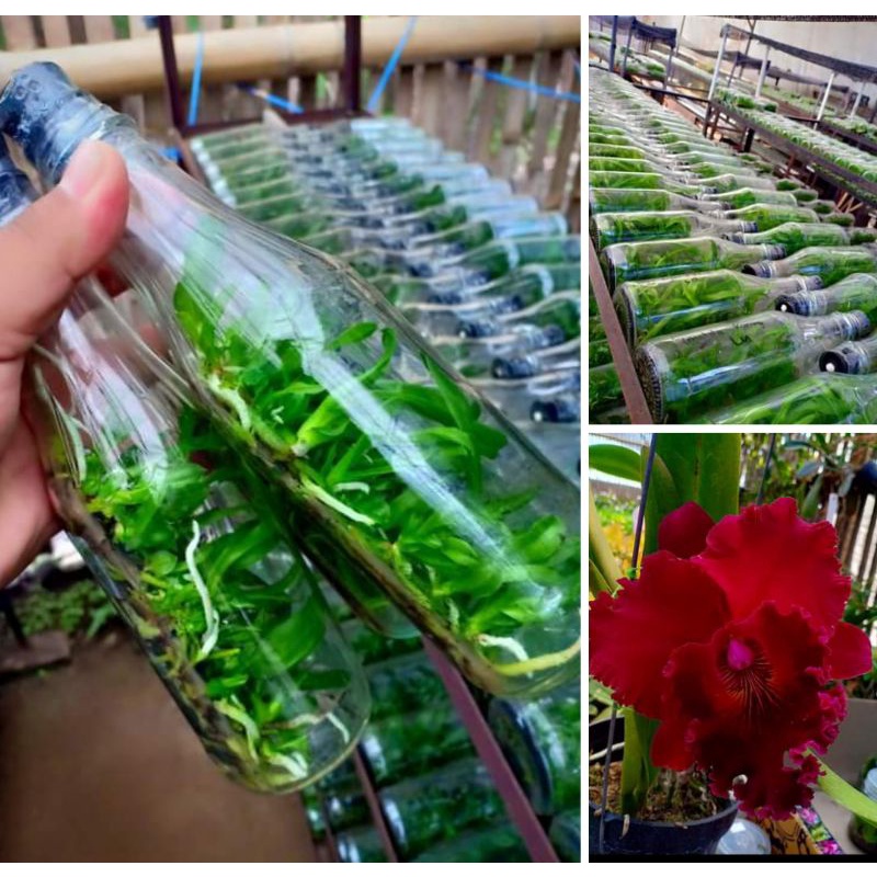 Jual Anggrek botol Cattleya BLC tainan city siap aklim | Shopee Indonesia