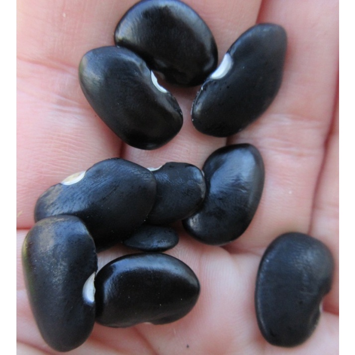 Jual WinnerStore 2 Benih Biji Kratok Hitam Kacang Koro Kara Jawa Kekara ...