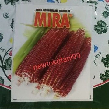 Jual Benih jagung merah manis MIRA F1 30 butir biji jagung manis merah ...