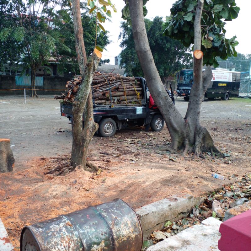 Jual Jasa Tebang Pohon Berikut Angkut Batang Dan Daun 800rb Pohon