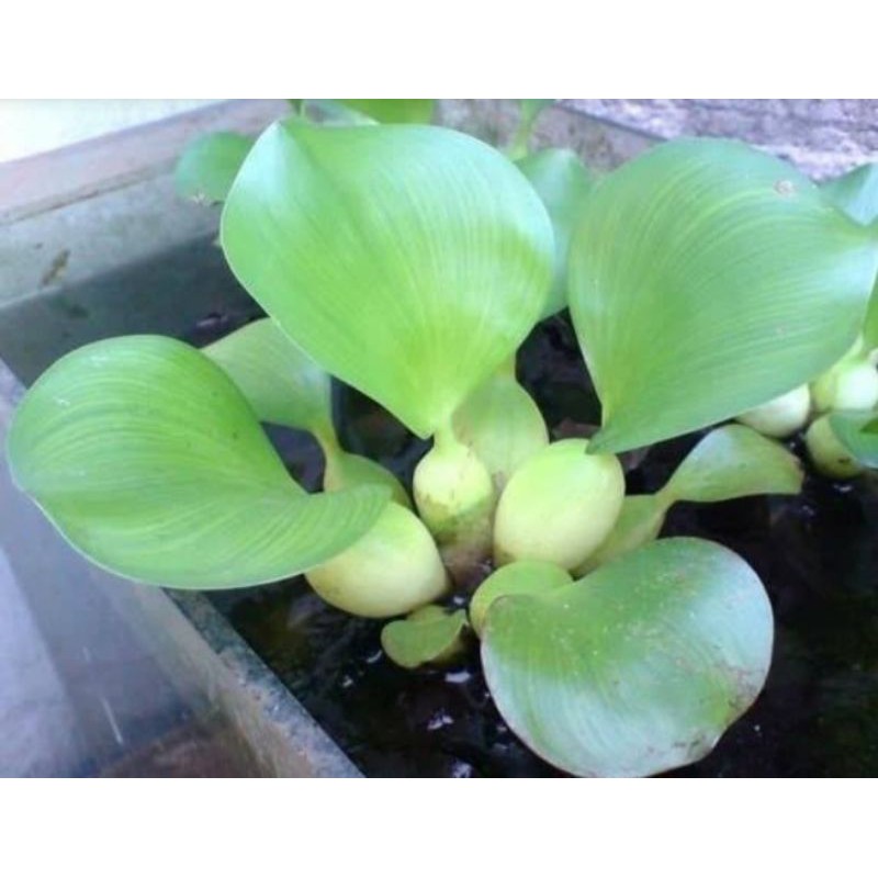 Jual tanaman eceng gondok tanaman air eceng | Shopee Indonesia