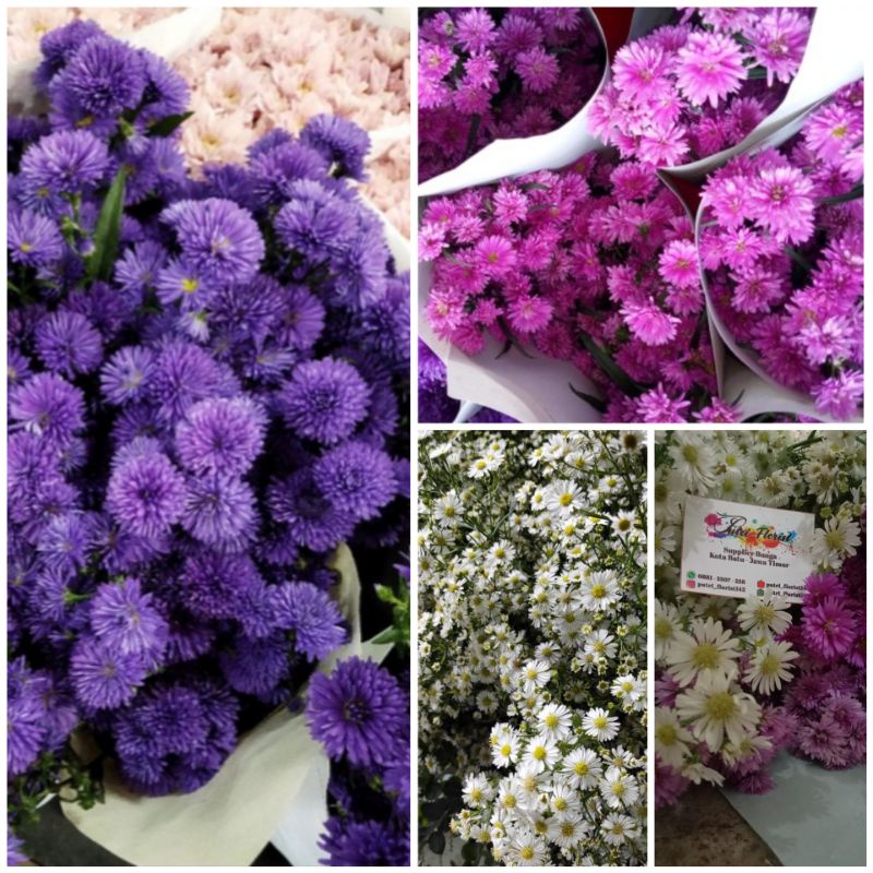 Jual 1 ikat 15-30 tangkai Bunga Potong Pikok | Macam & Warna Banyak ...