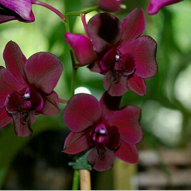 Jual Anggrek Dendrobium Black Cat | Shopee Indonesia
