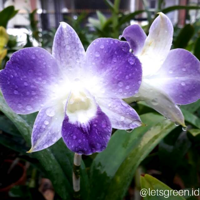 38+ Gambar Bunga Anggrek Warna Biru yang Lagi Ngetrend - Informasi ...