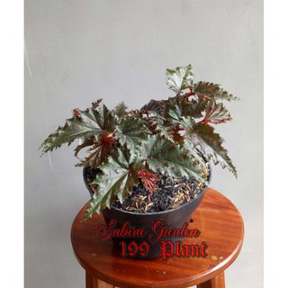 Jual TANAMAN HIAS Begonia spider (Begonia gryphon) | Shopee Indonesia