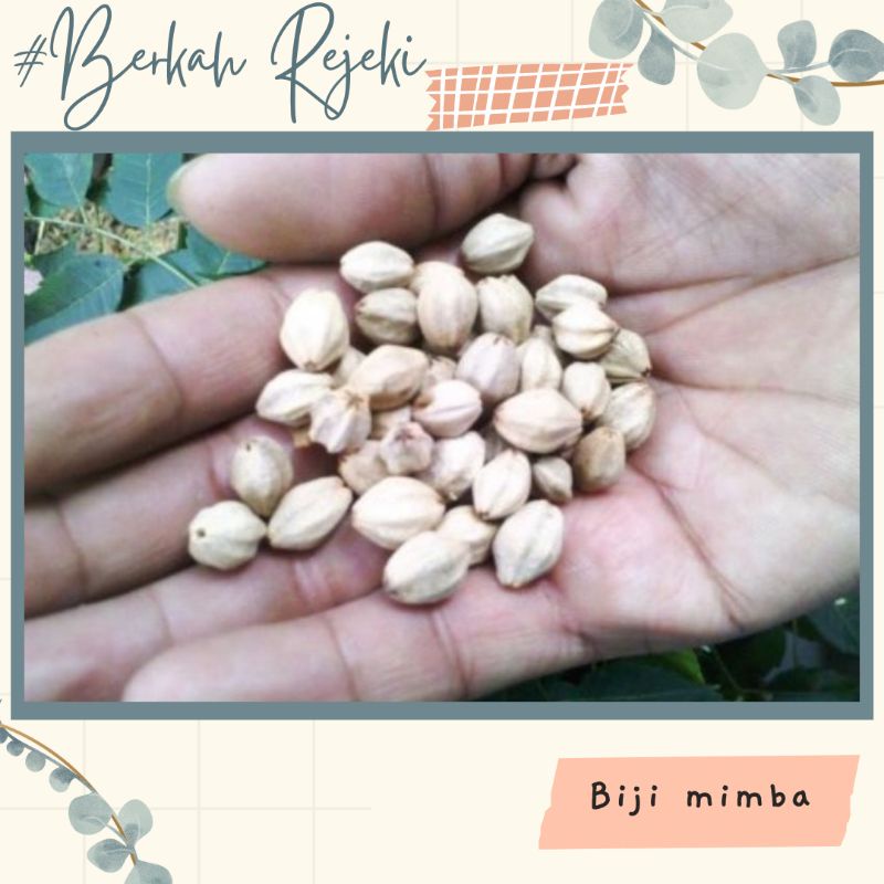 Jual Biji pohon mindi/ biji mimba 20 gram paling murah kwalitas super ...